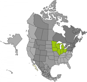 Get Involved – MAPPA